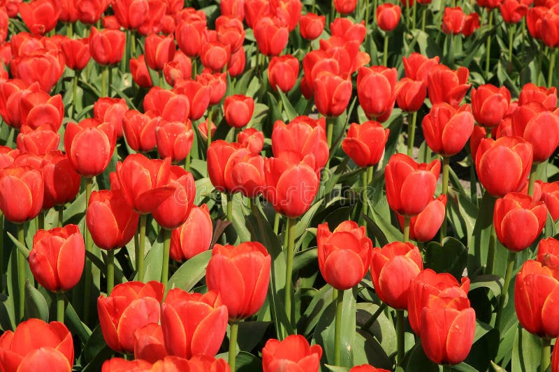 Field full of red tulips. stock photo. Image of dutch - 7238904