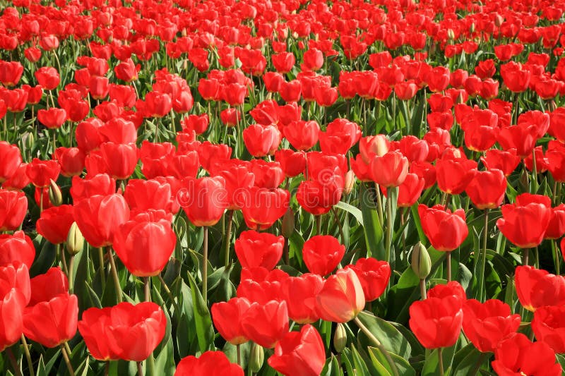 Field full of red tulips. stock image. Image of flowers - 7238923