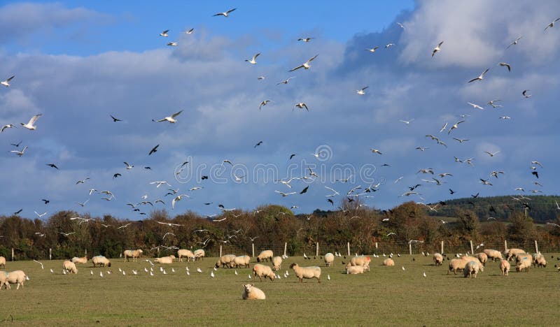 Field Full of Sheep and Birds Stock Image - Image of sheep, seagulls ...