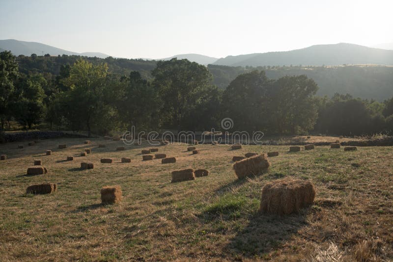 Field Full of Straw Bales. Collection Time Stock Photo - Image of rural ...