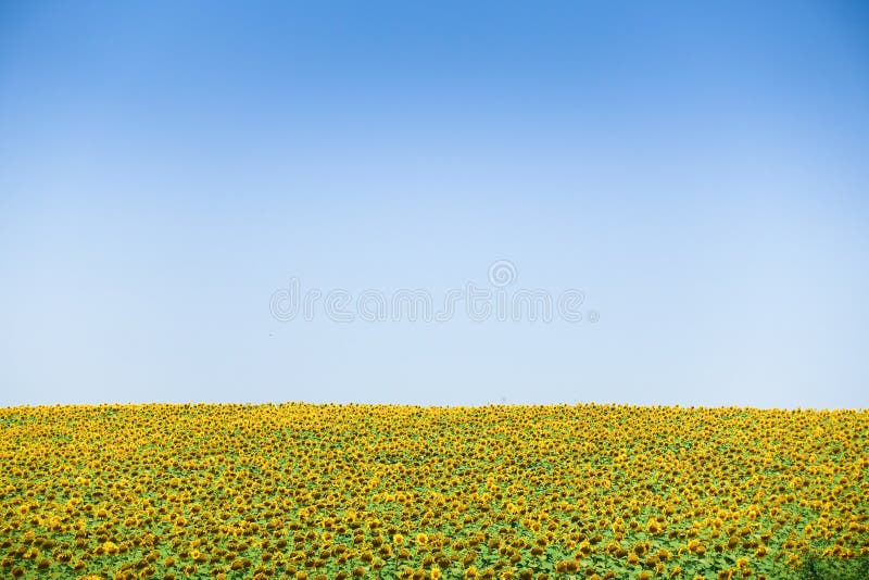 Infinite Field of Sunflower with Blue Sky Above Stock Image - Image of ...