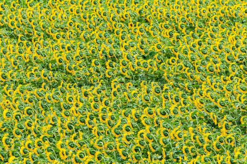 Field full of sunflowers stock image. Image of cultivated - 74691705