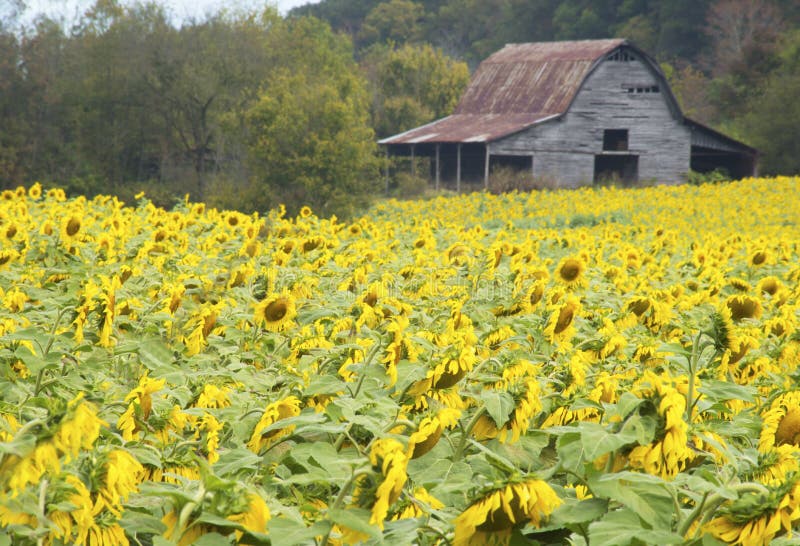 A Field Full Of Sunflowers Frame An Old Rustic Barn. Stock Photo ...