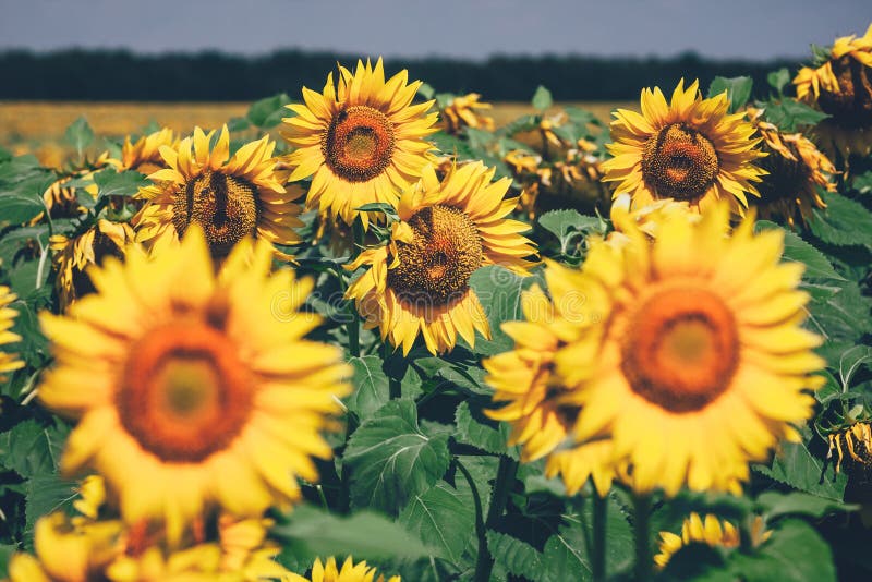 Field full of sunflowers stock image. Image of blue - 139251051