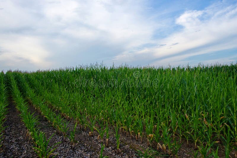 A Field Full of Tall, Healthy Corn Plants Stock Image - Image of ...