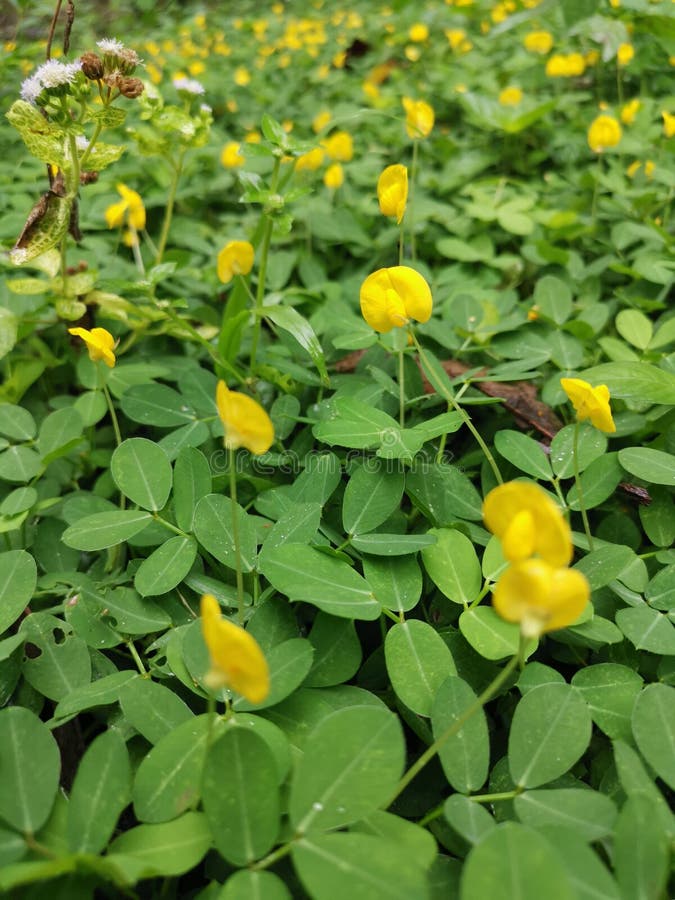 Field Full of Tiny Arachis Pintoi Flower. Stock Image - Image of green ...