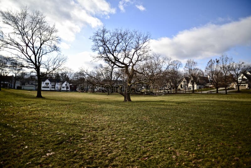 Field Full of Trees with No Leaves and Green Grass during Spring Stock ...