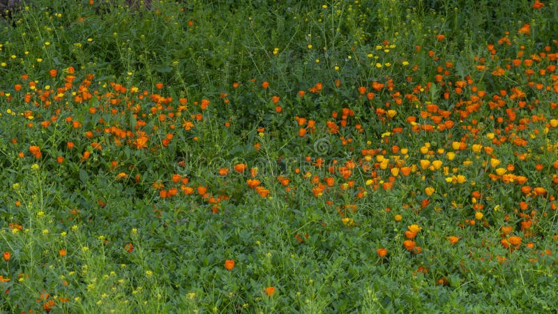 Field Full of Vegetation and Multiple Flowers in Spring Stock Photo ...