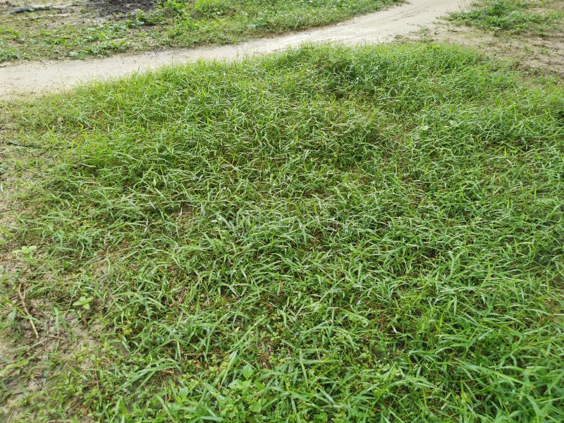 Field Full of Wild Dynodon Dactylon Grass Stock Image - Image of doab ...