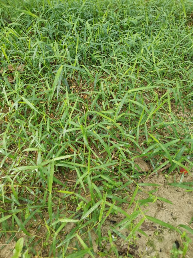 Field Full of Wild Dynodon Dactylon Grass Stock Image - Image of ...