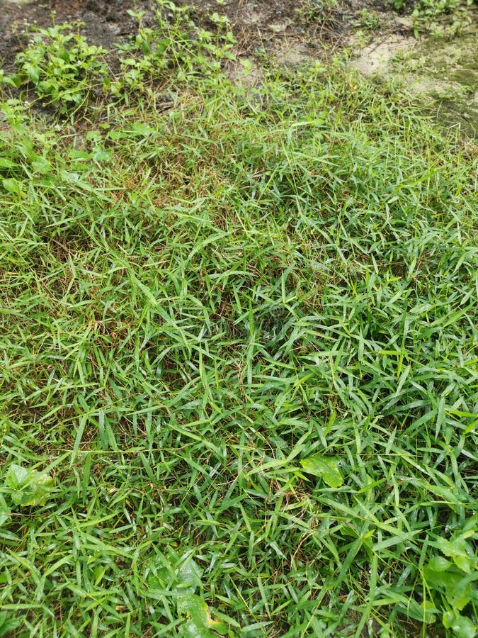 Field Full of Wild Dynodon Dactylon Grass Stock Photo - Image of doab ...
