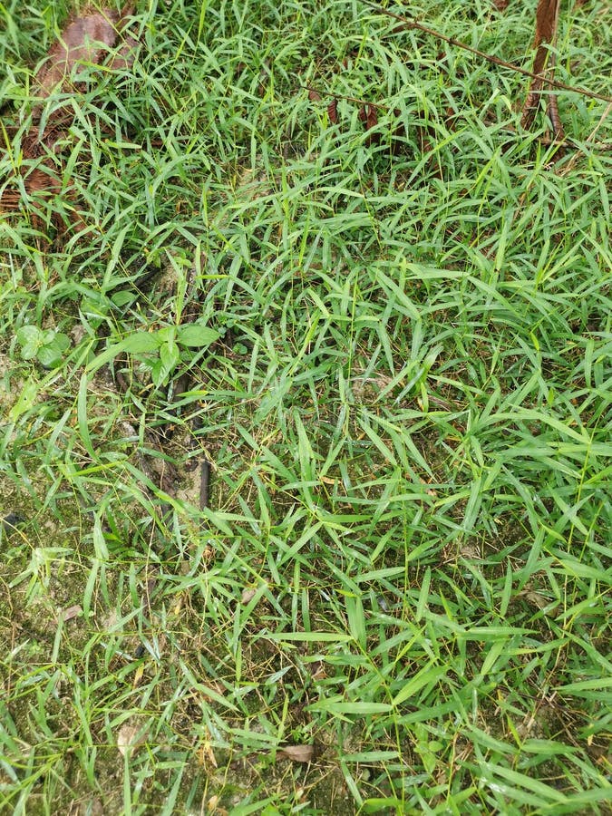 Field Full of Wild Dynodon Dactylon Grass Stock Image - Image of ...