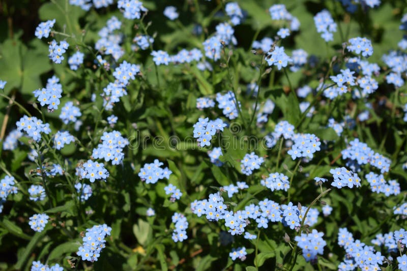 Forget Me Nots in the Netherlands Stock Photo - Image of grass, plant ...