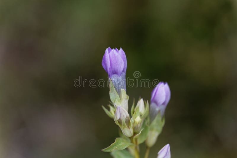 Field Gentian Gentianella Campestris Stock Image - Image of botany ...