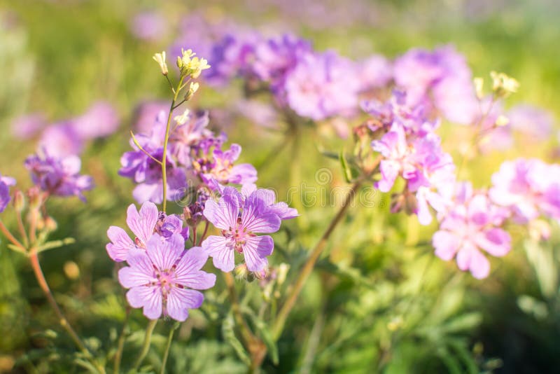 Field geranium stock image. Image of bloom, meadow, pratense - 154608987