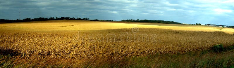 Field of Gold stock photo. Image of cornfield, farmland - 11207634