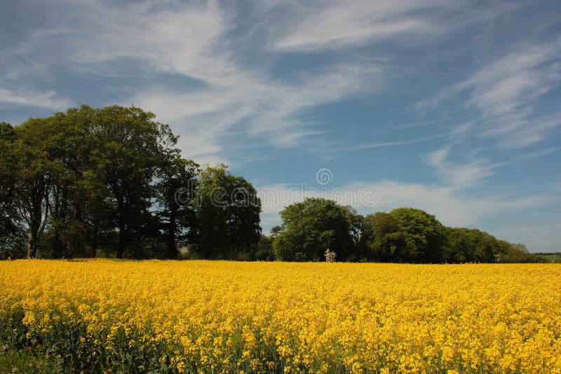 Field of Gold stock image. Image of field, flower, meadow - 25647621