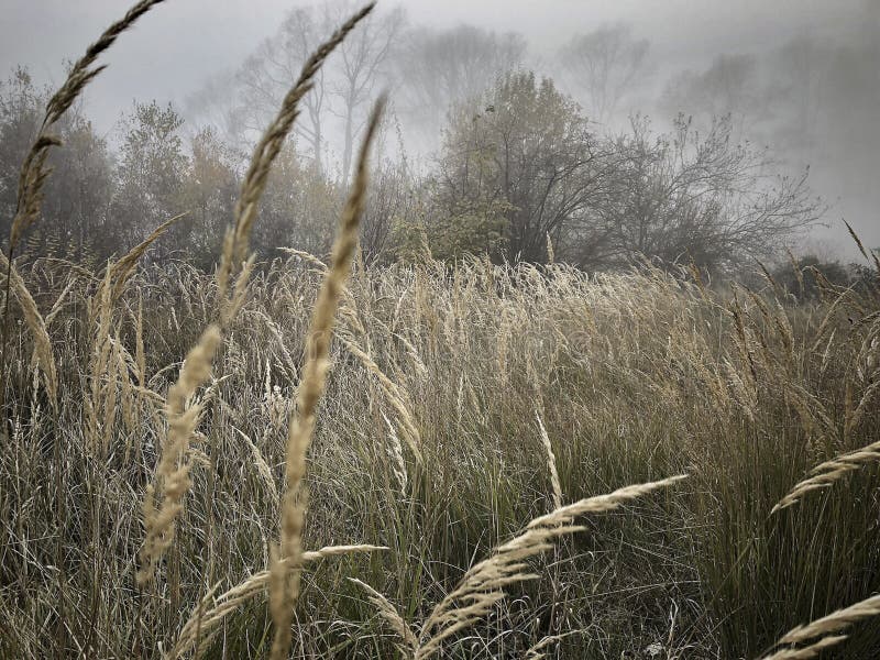 Field of Gold with Fog in the Forest Stock Photo - Image of grain ...