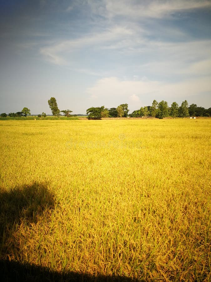 Field of gold stock image. Image of plantation, rice - 163099443