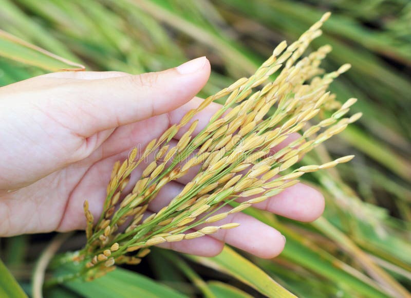 Field of gold rice in hand stock image. Image of countryside - 40792365
