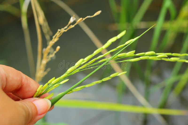 Gold Rice Terraces of Baping Stock Image - Image of background, china ...