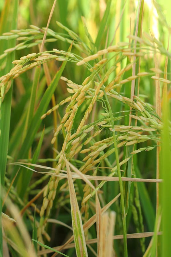 Field of Gold Rice in Nature Stock Photo - Image of farmland, farming ...