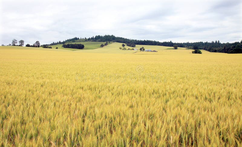 Field of Golden Grain stock image. Image of wheat, agriculture - 15210827