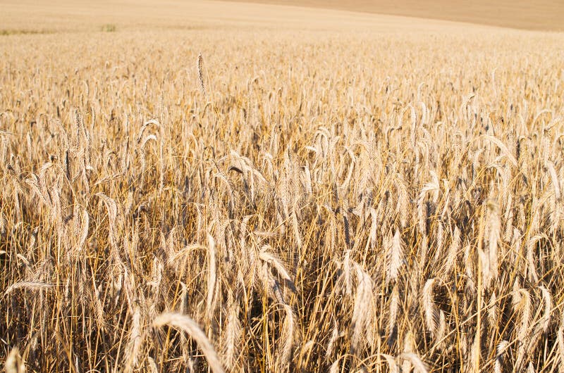 Golden Grain Field stock photo. Image of gold, golden - 43550080
