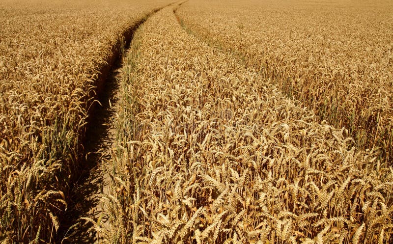 Field of golden grain stock image. Image of landscape - 44163325