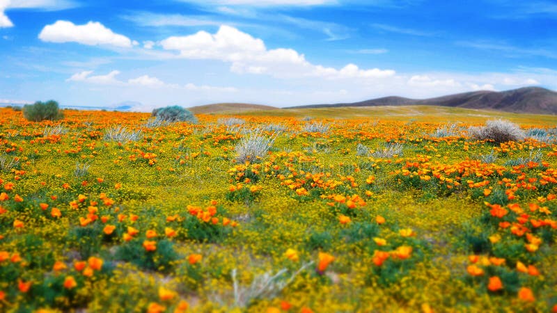 Field of Californian Golden Poppies in Bloom Stock Photo - Image of ...