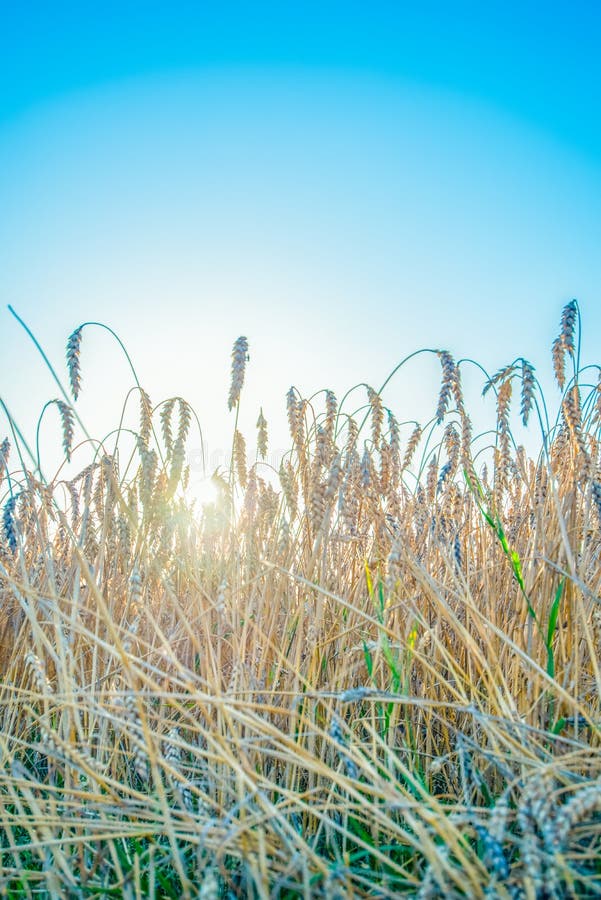 Field of Golden Ripe Wheat in the Fall at Sunset Stock Photo - Image of ...