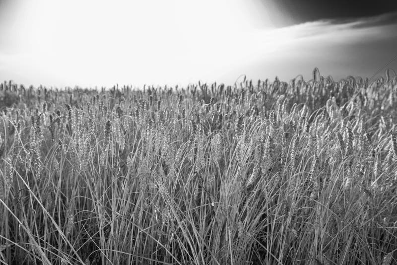 Field of Golden Ripe Wheat in the Fall at Sunset Stock Photo - Image of ...