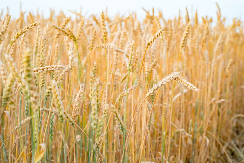 A Field of Golden Rye Close Up Stock Image - Image of landscape, land ...