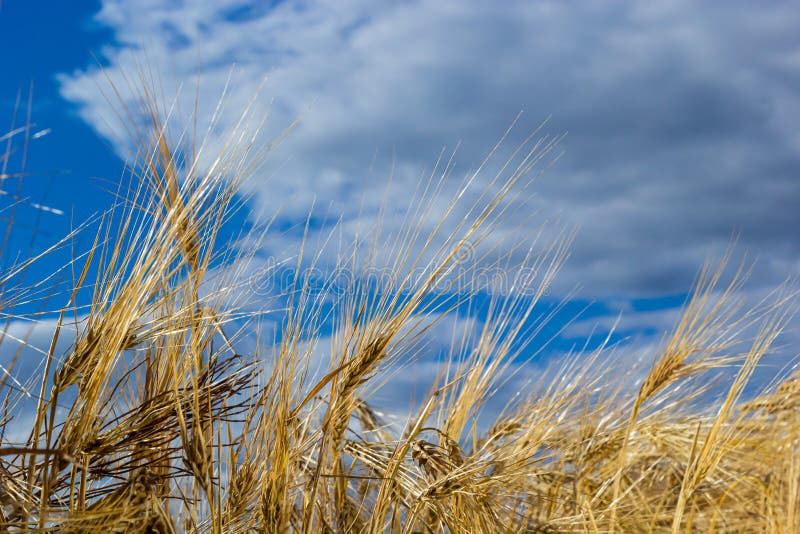 Field of Golden Wheat and Blue Sky, Agricultural Field Stock Image ...