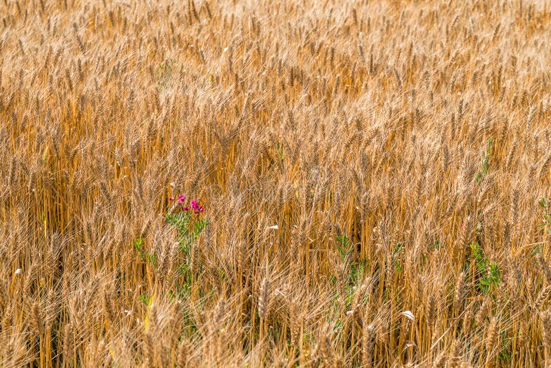 Field of Golden Wheat and Sweet Pea Stock Photo - Image of outdoors ...