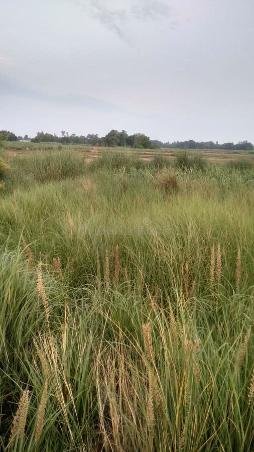 Image of Field with Good Graas Stock Photo - Image of nature, wonderful ...
