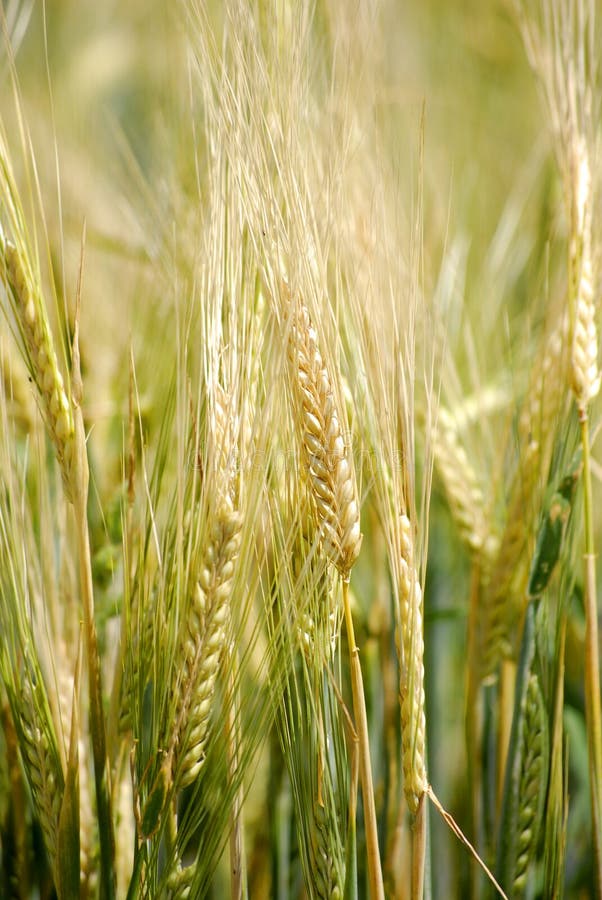Field of Grain stock image. Image of weigh, grain, bend - 2733149
