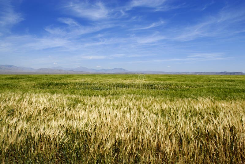 Free Nature (Plants And Trees) pictures, photos & images - Royalty-Free ...