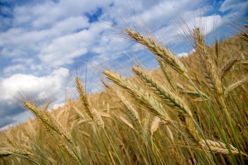 Field of grain stock photo. Image of farm, country, summer - 369954