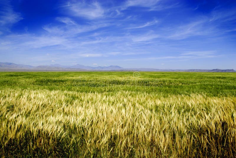 Field of Grain stock photo. Image of grow, bending, stalk - 9005592
