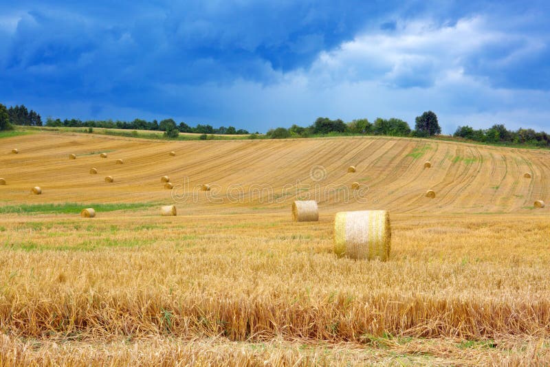 Field of grain. stock photo. Image of blue, bail, crops - 58719306