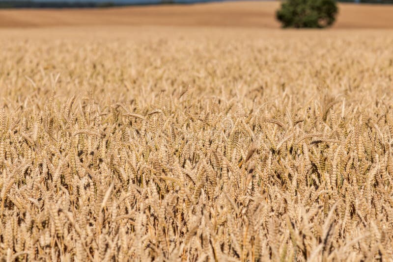 Field of grain stock image. Image of plant, nature, background - 137774967