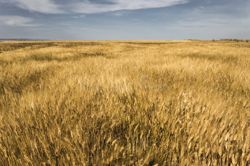 Field of grain stock photo. Image of nature, fields, plant - 54978444