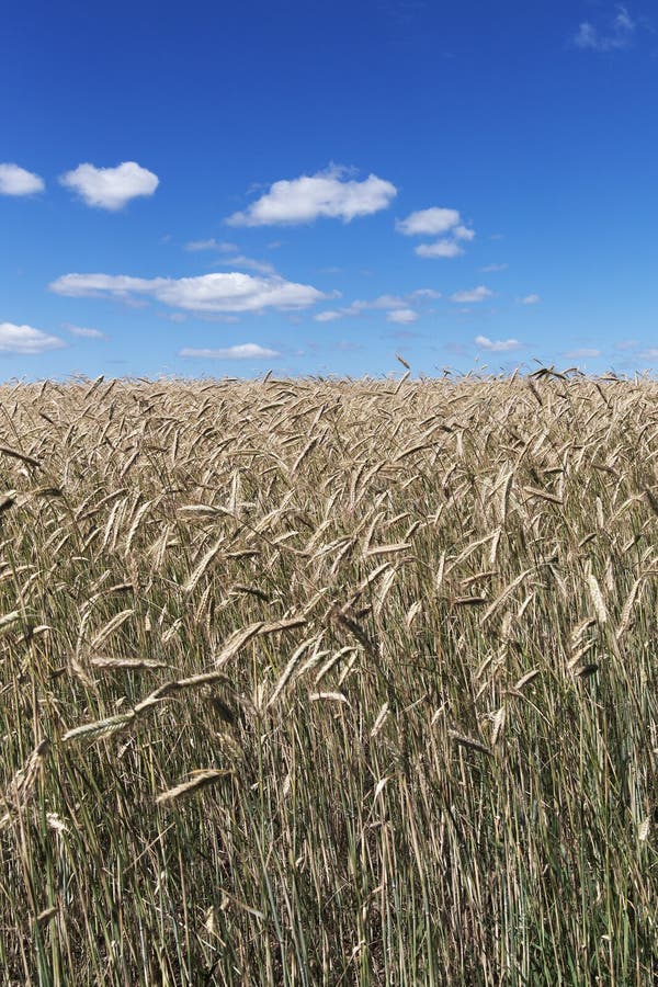Field of grain. stock photo. Image of growth, sunlight - 47695712