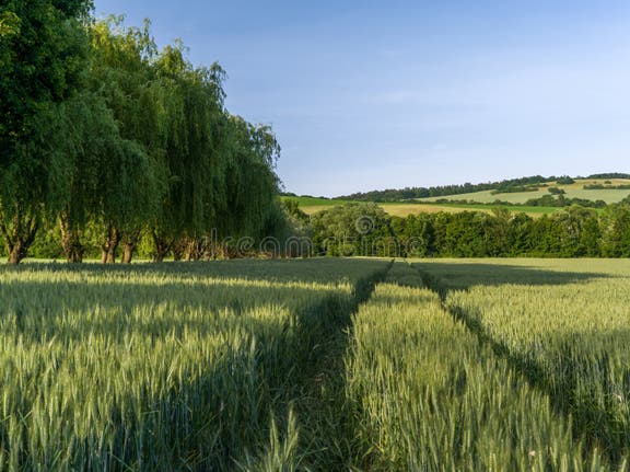 Field of Grain with Path at Sunset in Spring. with Willow Trees and ...
