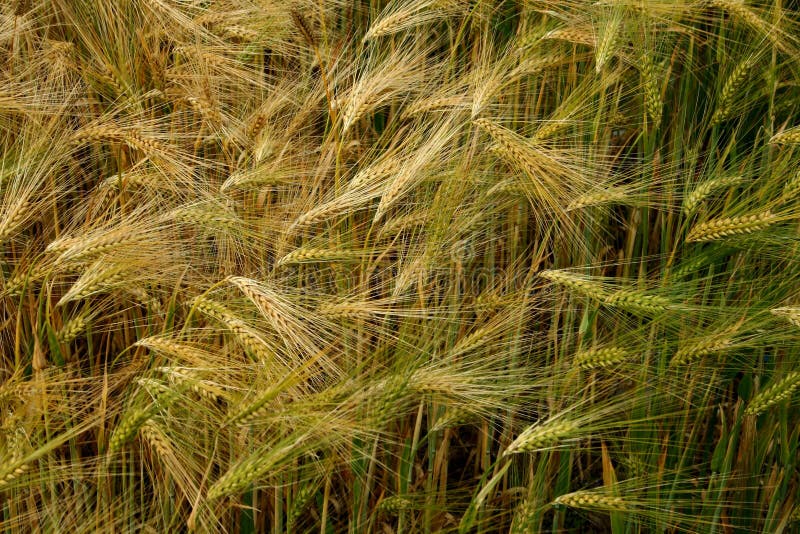Field of grain pattern stock photo. Image of healthy - 101573410
