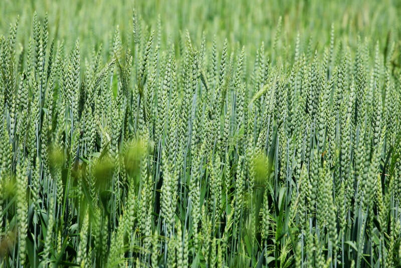 Field of grain stock image. Image of agriculture, plant - 31657635