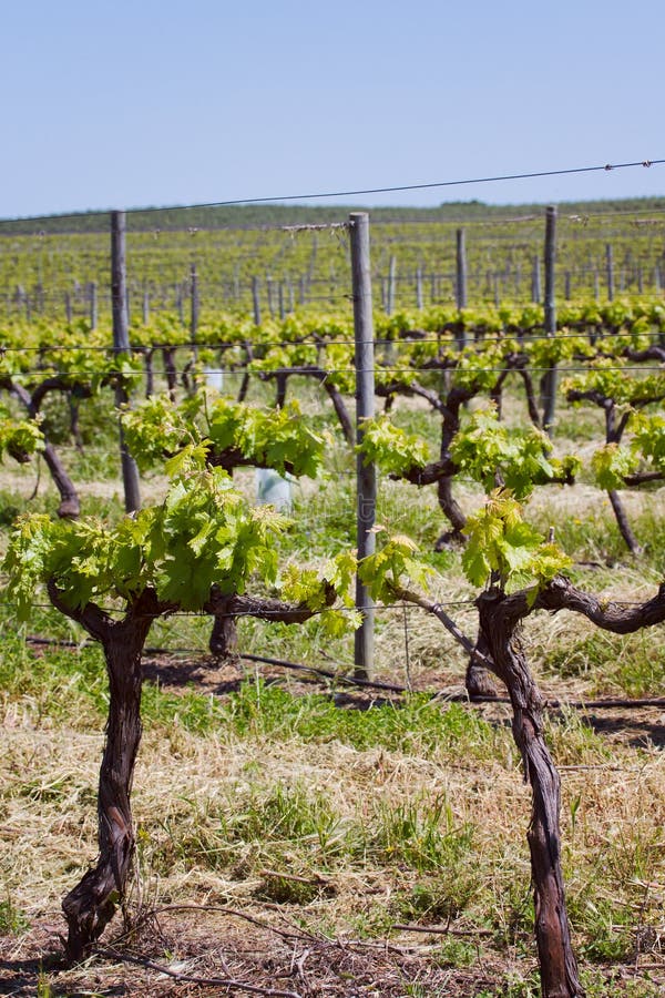 Field with grape tree stock photo. Image of ground, valley - 70503146
