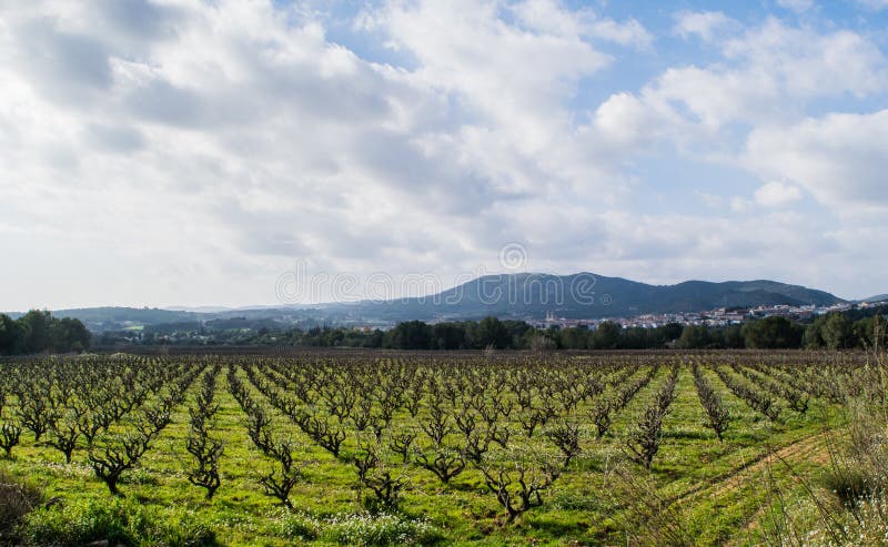 Field of Grape Vines Early Spring in Spain Stock Image - Image of ...