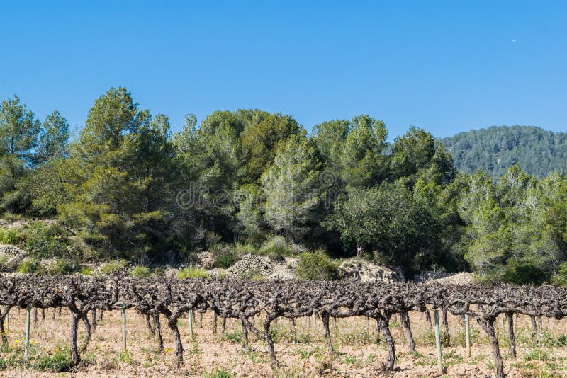 Field of Grape Vines Early Spring in Spain, Mountains in the Background ...